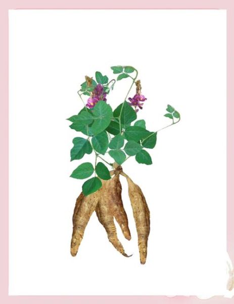葛根图片_植物图片怎么区分真假-第1张图片-山城妙识 葛根图片_植物图片怎么区分真假-第1张图片-山城妙识
