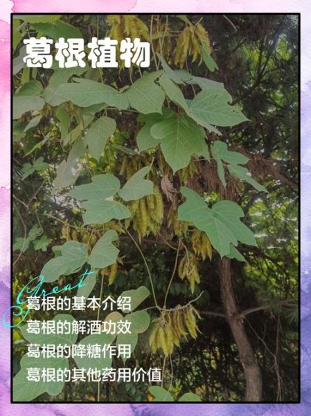 葛根图片_植物图片怎么区分真假-第3张图片-山城妙识 葛根图片_植物图片怎么区分真假-第3张图片-山城妙识