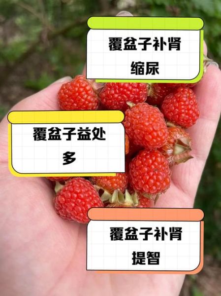 覆盆子副作用有哪些_覆盆子禁忌人群-第3张图片-山城妙识 覆盆子副作用有哪些_覆盆子禁忌人群-第3张图片-山城妙识