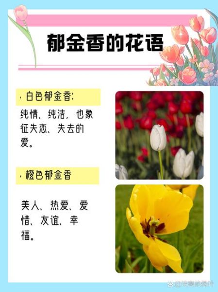 郁金香花语图片大全_不同颜色代表什么含义-第1张图片-山城妙识 郁金香花语图片大全_不同颜色代表什么含义-第1张图片-山城妙识