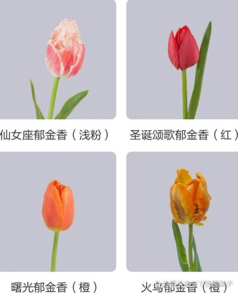 郁金香花语图片大全_不同颜色代表什么含义-第2张图片-山城妙识 郁金香花语图片大全_不同颜色代表什么含义-第2张图片-山城妙识