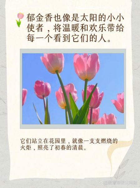 郁金香花语图片大全_不同颜色代表什么含义-第3张图片-山城妙识 郁金香花语图片大全_不同颜色代表什么含义-第3张图片-山城妙识