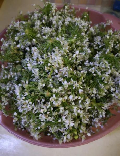 腌韭菜花怎么做好吃又放时间长_腌韭菜花能保存多久-第2张图片-山城妙识 腌韭菜花怎么做好吃又放时间长_腌韭菜花能保存多久-第2张图片-山城妙识
