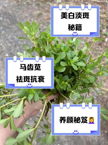 马齿苋治痘痘有效吗_马齿苋怎么用祛痘-第3张图片-山城妙识 马齿苋治痘痘有效吗_马齿苋怎么用祛痘-第3张图片-山城妙识