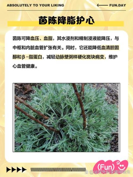 茵陈蒿汤的功效与作用_茵陈蒿汤适合什么人喝-第1张图片-山城妙识 茵陈蒿汤的功效与作用_茵陈蒿汤适合什么人喝-第1张图片-山城妙识