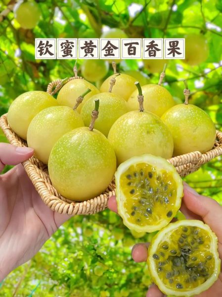 黄金百香果的功效与作用_黄金百香果怎么吃最营养-第1张图片-山城妙识 黄金百香果的功效与作用_黄金百香果怎么吃最营养-第1张图片-山城妙识