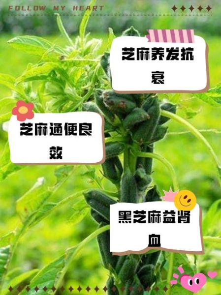 黑芝麻的功效与作用_女人吃黑芝麻有什么好处-第3张图片-山城妙识 黑芝麻的功效与作用_女人吃黑芝麻有什么好处-第3张图片-山城妙识
