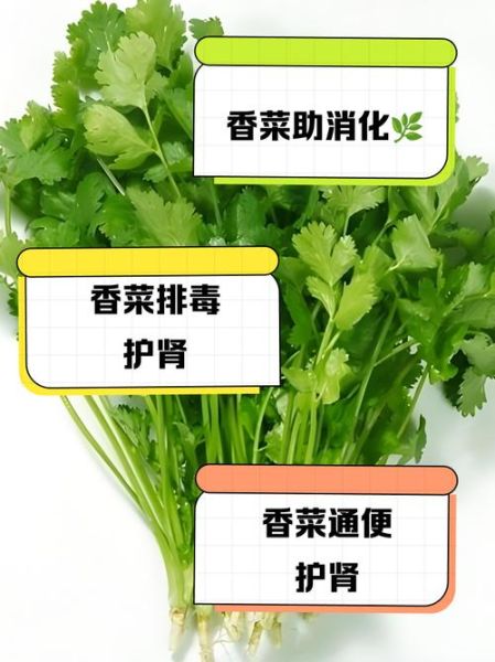 香菜的营养价值_香菜怎么吃最好-第2张图片-山城妙识 香菜的营养价值_香菜怎么吃最好-第2张图片-山城妙识