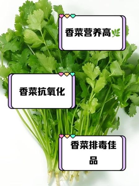 香菜的营养价值_香菜怎么吃最好-第3张图片-山城妙识 香菜的营养价值_香菜怎么吃最好-第3张图片-山城妙识