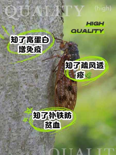 女人吃知了有什么好处_知了营养价值高吗-第1张图片-山城妙识 女人吃知了有什么好处_知了营养价值高吗-第1张图片-山城妙识