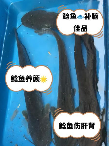 鲶鱼多少钱一斤_鲶鱼价格为什么差异大-第2张图片-山城妙识 鲶鱼多少钱一斤_鲶鱼价格为什么差异大-第2张图片-山城妙识