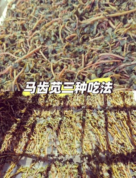 马苋菜的做法大全_马苋菜的功效与作用窍门-第2张图片-山城妙识 马苋菜的做法大全_马苋菜的功效与作用窍门-第2张图片-山城妙识