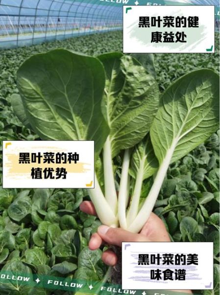 叶菜类蔬菜有哪些_常见叶菜品种及营养价值-第2张图片-山城妙识