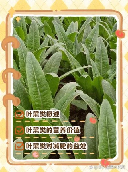 叶菜类蔬菜有哪些_常见叶菜品种及营养价值-第1张图片-山城妙识