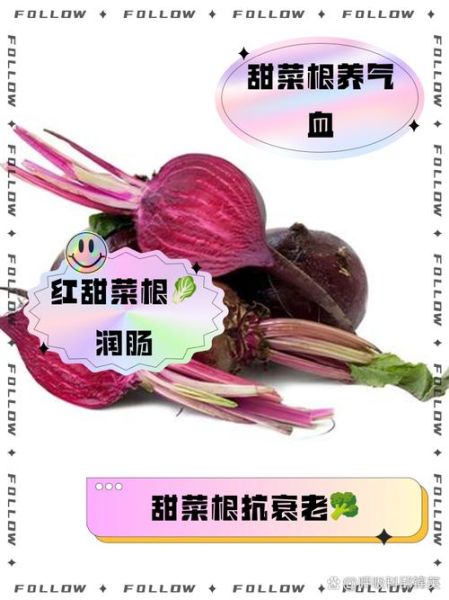 红甜菜根的功效与作用_红甜菜根怎么吃最营养-第1张图片-山城妙识 红甜菜根的功效与作用_红甜菜根怎么吃最营养-第1张图片-山城妙识