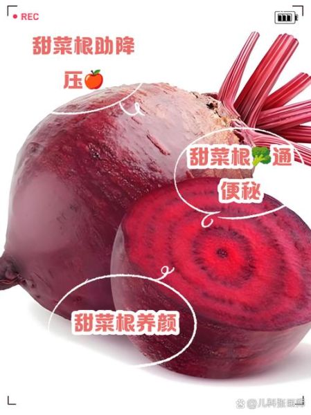 红甜菜根的功效与作用_红甜菜根怎么吃最营养-第3张图片-山城妙识 红甜菜根的功效与作用_红甜菜根怎么吃最营养-第3张图片-山城妙识