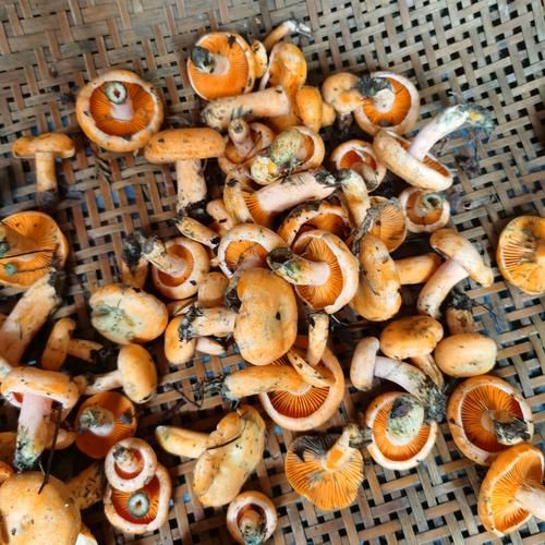 雁鹅菌是什么_雁鹅菌怎么吃最好-第2张图片-山城妙识 雁鹅菌是什么_雁鹅菌怎么吃最好-第2张图片-山城妙识