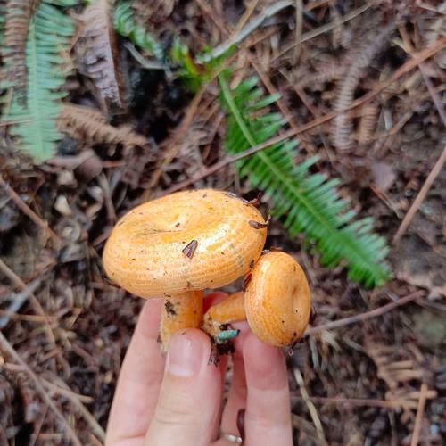 雁鹅菌是什么_雁鹅菌怎么吃最好-第1张图片-山城妙识 雁鹅菌是什么_雁鹅菌怎么吃最好-第1张图片-山城妙识
