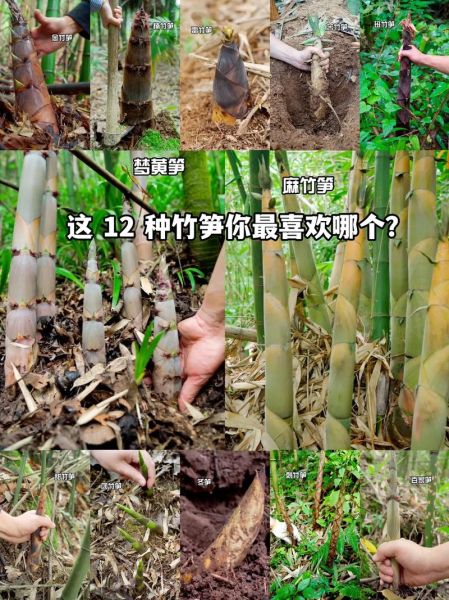 竹笋的种类有哪些_常见竹笋名称及区别-第3张图片-山城妙识 竹笋的种类有哪些_常见竹笋名称及区别-第3张图片-山城妙识