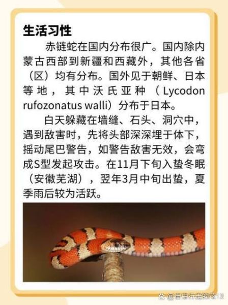 农村红蛇是什么蛇_有毒吗-第2张图片-山城妙识 农村红蛇是什么蛇_有毒吗-第2张图片-山城妙识
