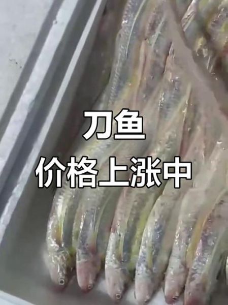 黄河刀鱼多少钱一斤_黄河刀鱼价格为什么波动大-第1张图片-山城妙识 黄河刀鱼多少钱一斤_黄河刀鱼价格为什么波动大-第1张图片-山城妙识