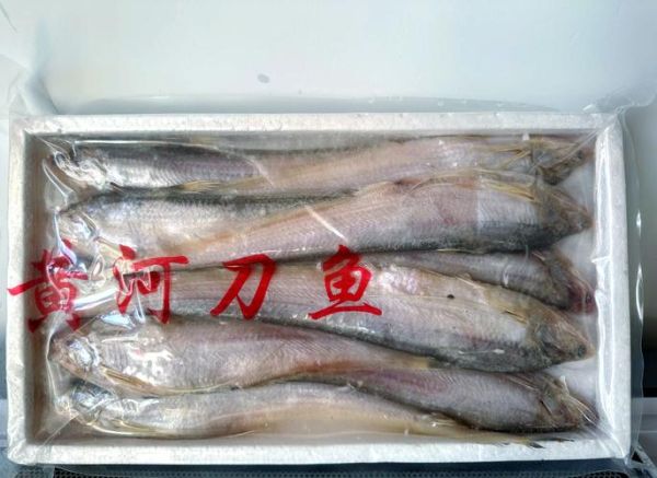 黄河刀鱼多少钱一斤_黄河刀鱼价格为什么波动大-第2张图片-山城妙识 黄河刀鱼多少钱一斤_黄河刀鱼价格为什么波动大-第2张图片-山城妙识