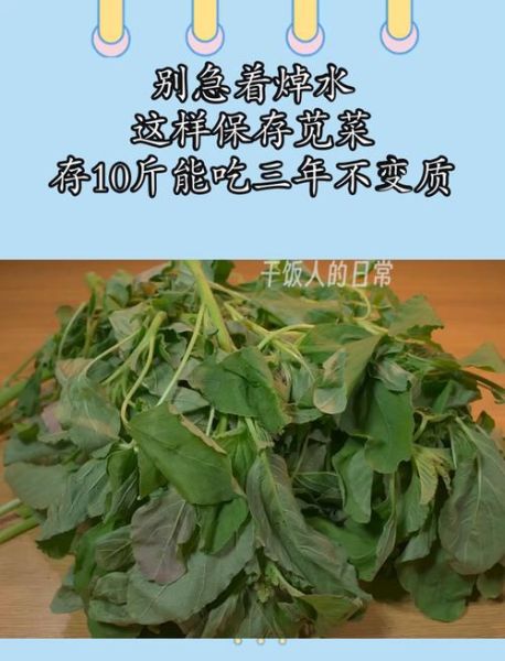 红苋菜用不用焯水_焯水后营养会流失吗-第1张图片-山城妙识 红苋菜用不用焯水_焯水后营养会流失吗-第1张图片-山城妙识