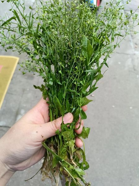 地菜的功效与作用_地菜怎么做好吃-第2张图片-山城妙识 地菜的功效与作用_地菜怎么做好吃-第2张图片-山城妙识