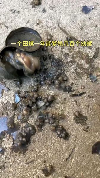 田螺养殖技术_田螺养殖视频怎么拍-第2张图片-山城妙识 田螺养殖技术_田螺养殖视频怎么拍-第2张图片-山城妙识