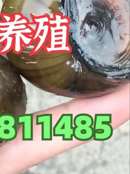 田螺养殖技术_田螺养殖视频怎么拍-第3张图片-山城妙识 田螺养殖技术_田螺养殖视频怎么拍-第3张图片-山城妙识