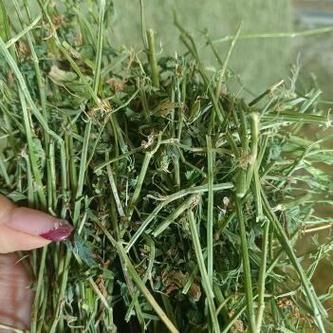 苜蓿干草多少钱一吨_苜蓿干草价格影响因素-第2张图片-山城妙识 苜蓿干草多少钱一吨_苜蓿干草价格影响因素-第2张图片-山城妙识
