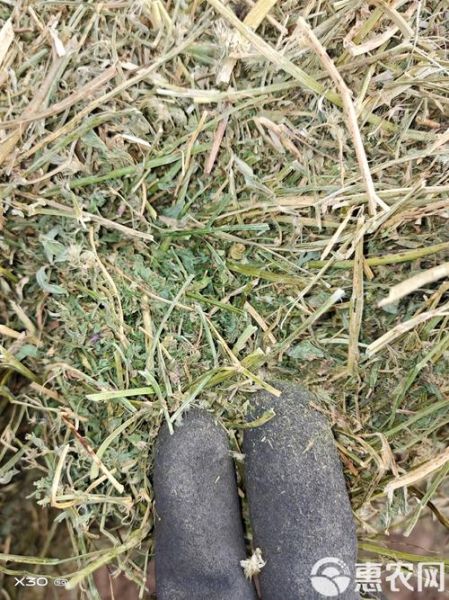 苜蓿干草多少钱一吨_苜蓿干草价格影响因素-第3张图片-山城妙识 苜蓿干草多少钱一吨_苜蓿干草价格影响因素-第3张图片-山城妙识