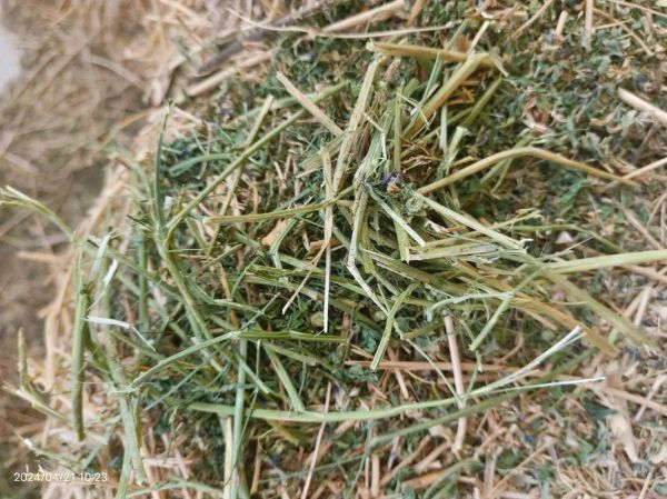 苜蓿干草多少钱一吨_苜蓿干草价格影响因素-第1张图片-山城妙识 苜蓿干草多少钱一吨_苜蓿干草价格影响因素-第1张图片-山城妙识