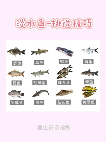 活草鱼怎么挑选_活草鱼图片怎么看新鲜-第2张图片-山城妙识 活草鱼怎么挑选_活草鱼图片怎么看新鲜-第2张图片-山城妙识