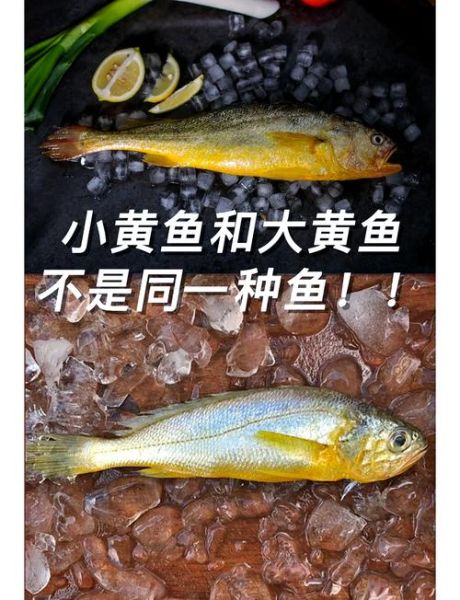 真假黄花鱼图片对比_如何一眼识别-第1张图片-山城妙识 真假黄花鱼图片对比_如何一眼识别-第1张图片-山城妙识