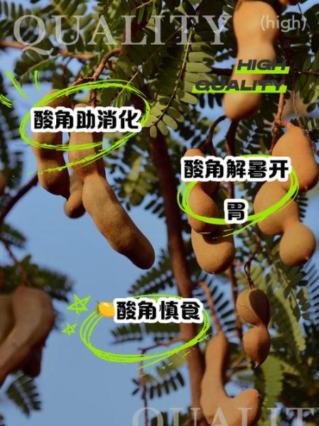 酸角孕妇能吃吗_孕妇吃酸角注意事项-第2张图片-山城妙识