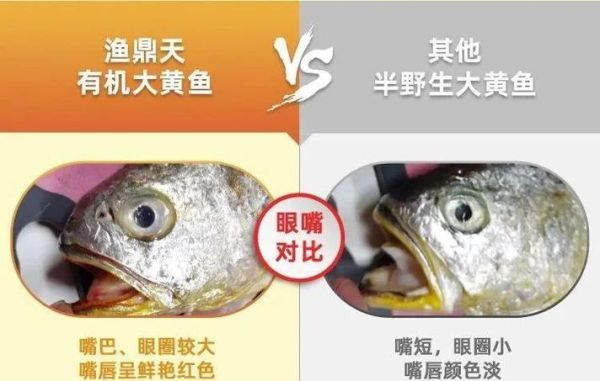 真假黄花鱼图片对比_如何一眼识别-第2张图片-山城妙识 真假黄花鱼图片对比_如何一眼识别-第2张图片-山城妙识