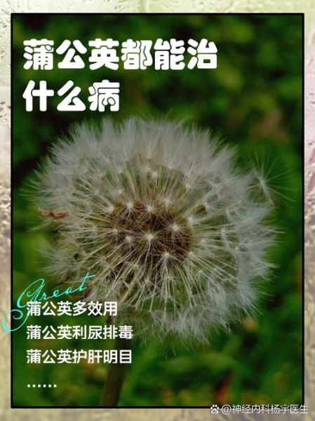 蒲公英治什么妇科病_蒲公英对妇科炎症有效吗-第2张图片-山城妙识 蒲公英治什么妇科病_蒲公英对妇科炎症有效吗-第2张图片-山城妙识