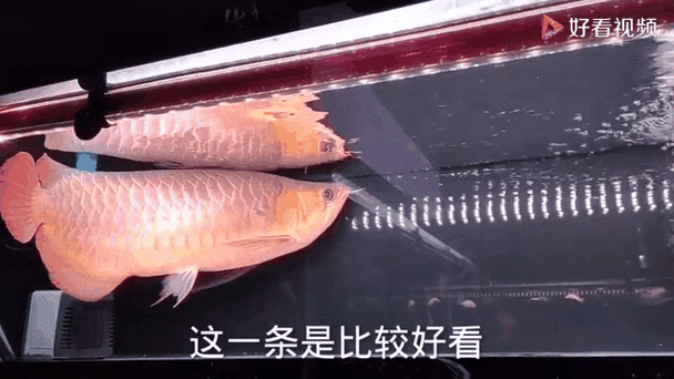 红龙鱼价格多少钱一条_红龙鱼图片怎么拍才好看-第2张图片-山城妙识 红龙鱼价格多少钱一条_红龙鱼图片怎么拍才好看-第2张图片-山城妙识