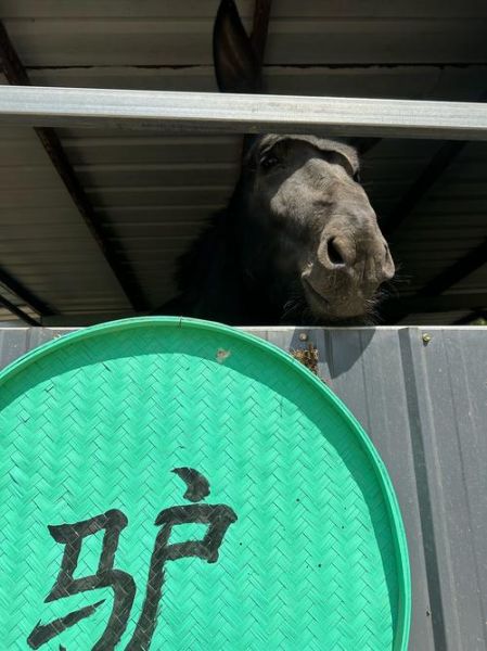 驴肉馆里逃出一头驴_真相是什么-第2张图片-山城妙识 驴肉馆里逃出一头驴_真相是什么-第2张图片-山城妙识
