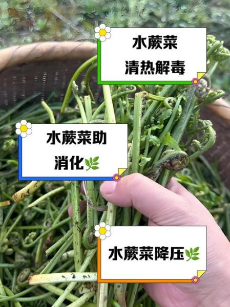 水蕨菜的功效与作用_孕妇能吃吗-第1张图片-山城妙识 水蕨菜的功效与作用_孕妇能吃吗-第1张图片-山城妙识