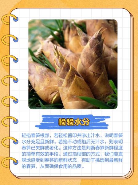 春笋怎么挑选_新鲜笋怎么保存-第3张图片-山城妙识 春笋怎么挑选_新鲜笋怎么保存-第3张图片-山城妙识