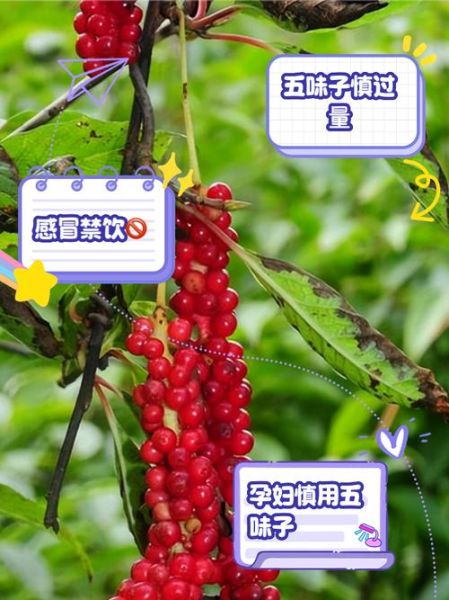 五味子泡水喝的功效与禁忌_五味子适合什么人吃-第3张图片-山城妙识 五味子泡水喝的功效与禁忌_五味子适合什么人吃-第3张图片-山城妙识