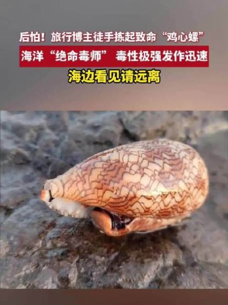 鸡心螺毒素有多毒_鸡心螺毒素中毒症状-第3张图片-山城妙识 鸡心螺毒素有多毒_鸡心螺毒素中毒症状-第3张图片-山城妙识