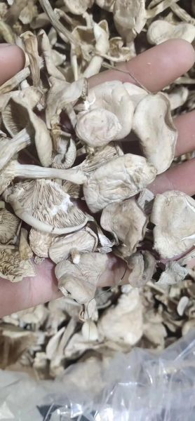 白色的蘑菇叫什么_白色蘑菇种类大全-第1张图片-山城妙识 白色的蘑菇叫什么_白色蘑菇种类大全-第1张图片-山城妙识