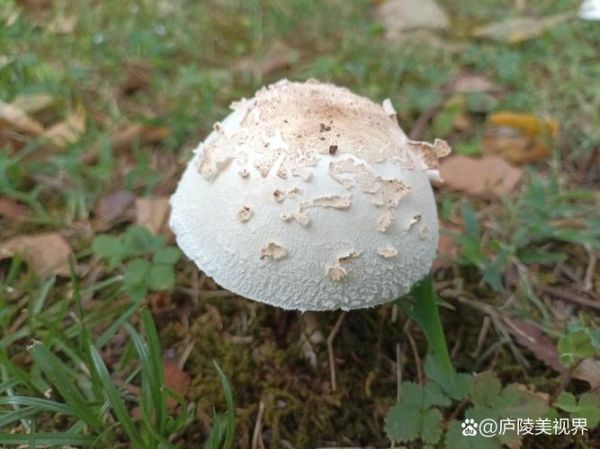 白色的蘑菇叫什么_白色蘑菇种类大全-第3张图片-山城妙识 白色的蘑菇叫什么_白色蘑菇种类大全-第3张图片-山城妙识