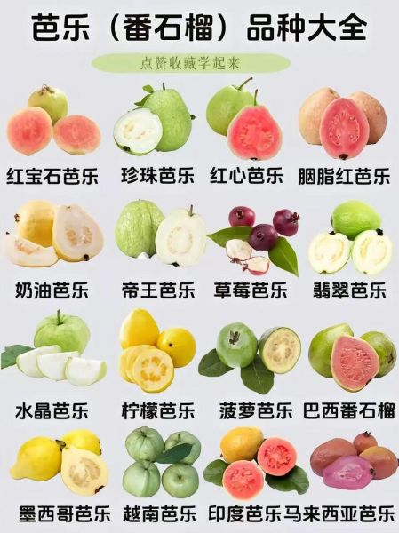 番石榴的功效与作用怎么吃_番石榴的正确吃法-第3张图片-山城妙识 番石榴的功效与作用怎么吃_番石榴的正确吃法-第3张图片-山城妙识