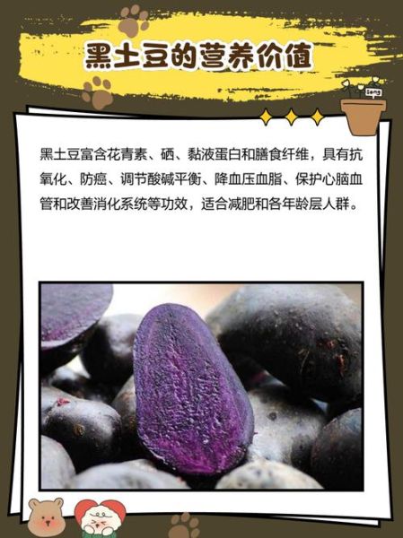 黑土豆是什么_黑土豆怎么吃-第2张图片-山城妙识 黑土豆是什么_黑土豆怎么吃-第2张图片-山城妙识