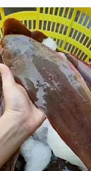 龙利鱼是什么鱼_龙利鱼是海鱼吗-第3张图片-山城妙识 龙利鱼是什么鱼_龙利鱼是海鱼吗-第3张图片-山城妙识