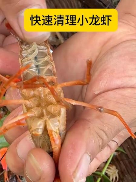 活的小龙虾怎么清洗_小龙虾清洗步骤-第3张图片-山城妙识 活的小龙虾怎么清洗_小龙虾清洗步骤-第3张图片-山城妙识